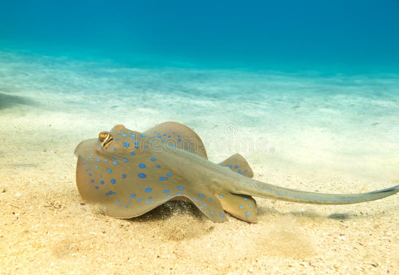 Blue Spotted stingray. stock image. Image of swimming - 75608337