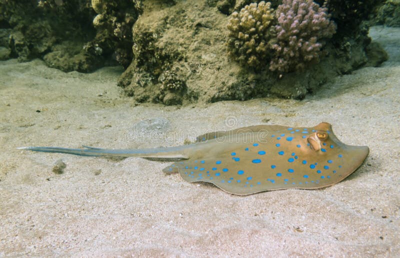 Blue Spotted stingray. stock image. Image of swimming - 75608337