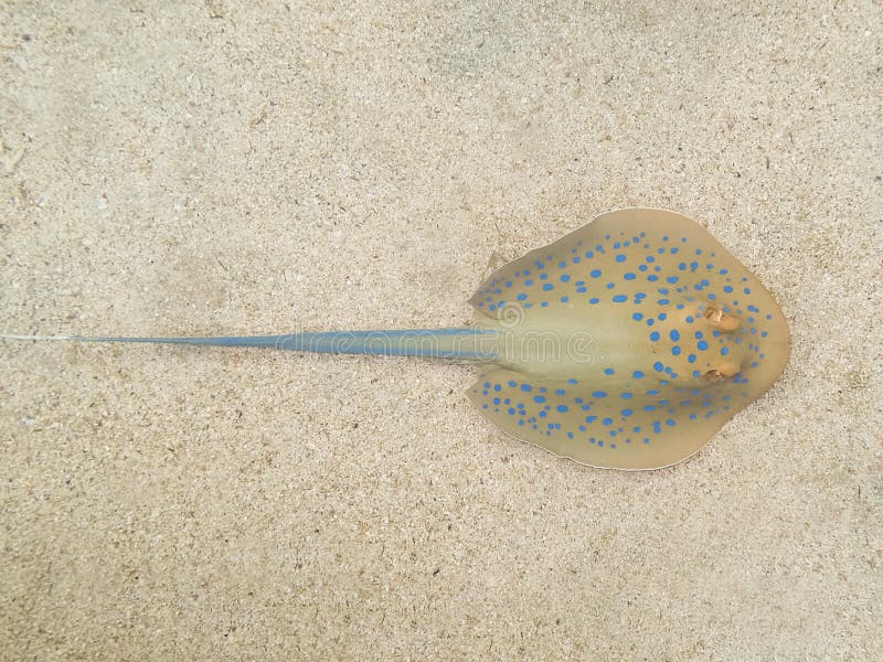 Blue Spotted stingray. stock photo. Image of beautiful - 78522628