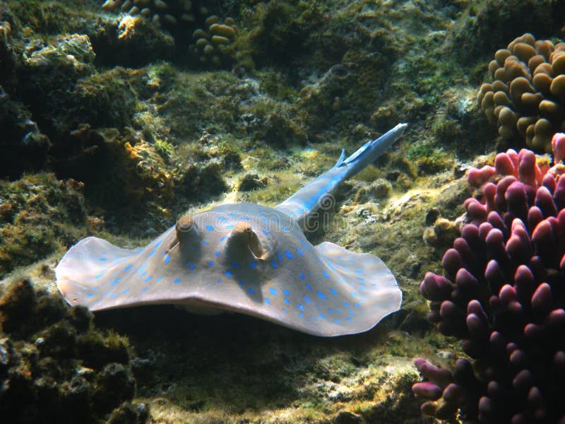 Blue Spotted Stingray Watching You Stock Image - Image of dots, dive ...