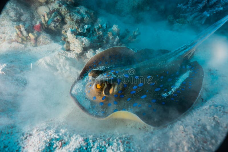 Blue Spotted Stingray in the Red Sea Stock Photo - Image of places ...