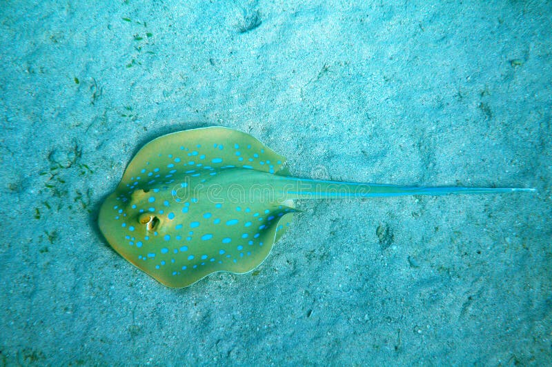 Blue-spotted Stingray and Coral Reef Stock Image - Image of summer ...