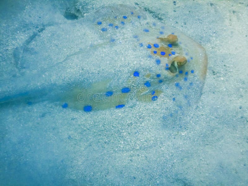 Blue Spotted Stingray in the Sand of the Seabed while Diving Stock ...