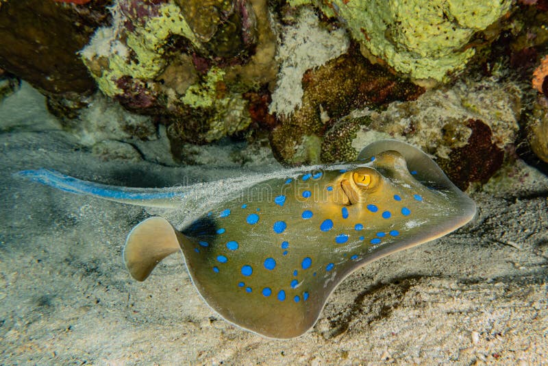 Blue Spotted Stingray in the Red Sea a.e Stock Photo - Image of pool ...