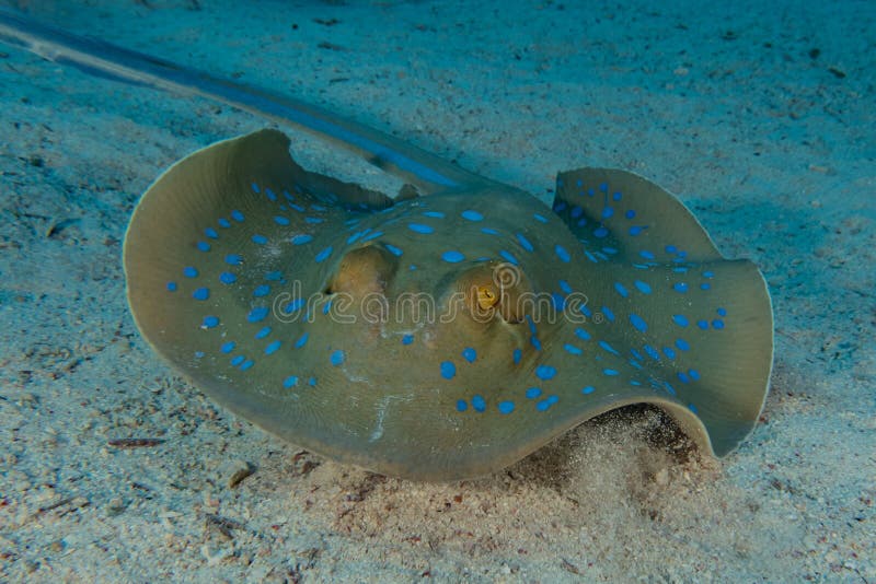 Blue Spotted Stingray in the Red Sea Stock Photo - Image of coral ...