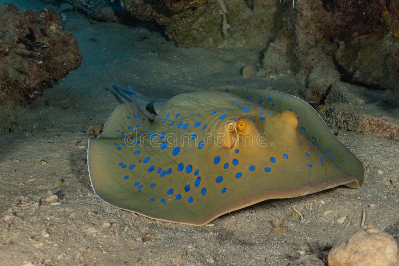 Blue Spotted Stingray in the Red Sea Stock Image - Image of color, blue ...