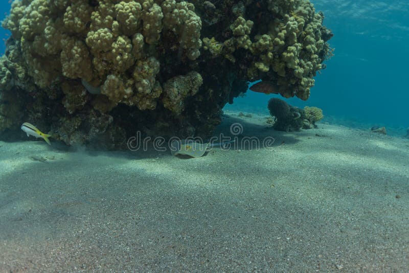 A Blue-spotted Stingray on the Seabed in the Red Sea Stock Image ...