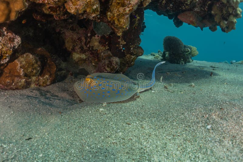 A Blue-spotted Stingray on the Seabed in the Red Sea Stock Image ...