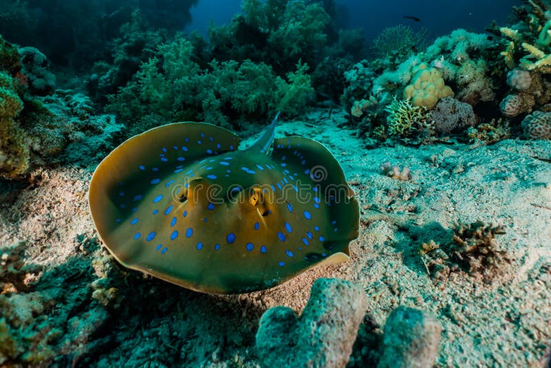 Blue Spotted Stingray in the Red Sea Stock Photo - Image of background ...