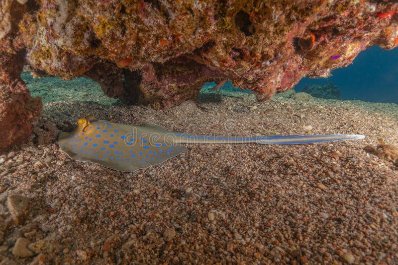 Blue-spotted Stingray on the Seabed in the Red Sea, Eilat, Israel Stock ...