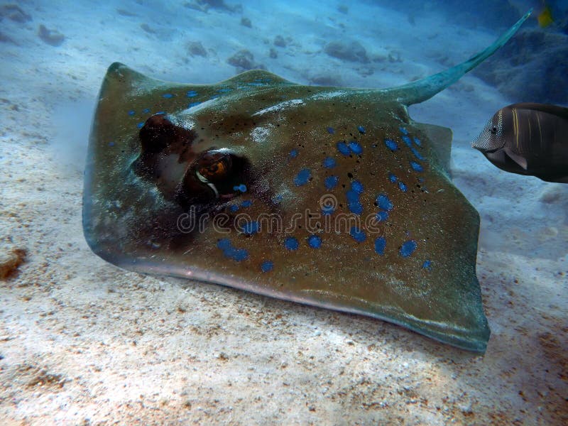 Taeniura Lymma, Ribbontail Stingray Stock Image - Image of lymma ...