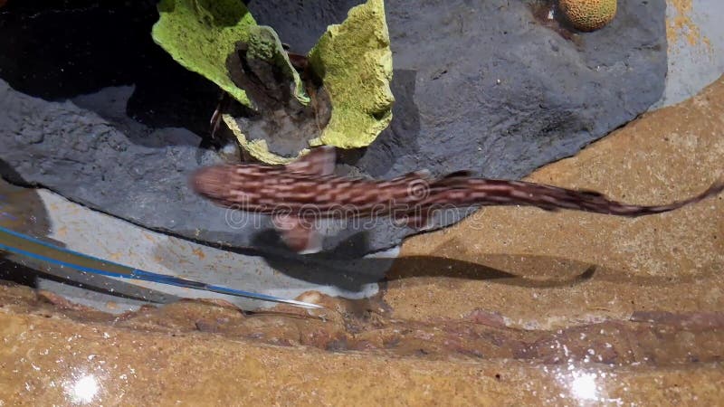 Blue Spotted Stingray. Underwater Shark Stingray. Gliding Stingray ...