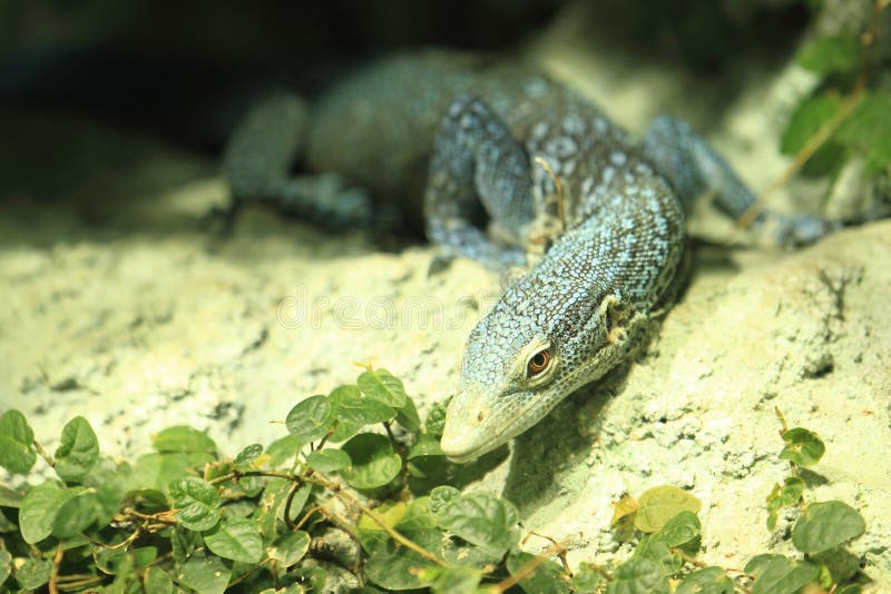 The Spotted Tree Monitor Lizard Varanus Similis Isolated on White ...