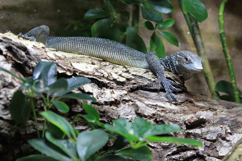 Blue-spotted tree monitor stock image. Image of animal - 363965645