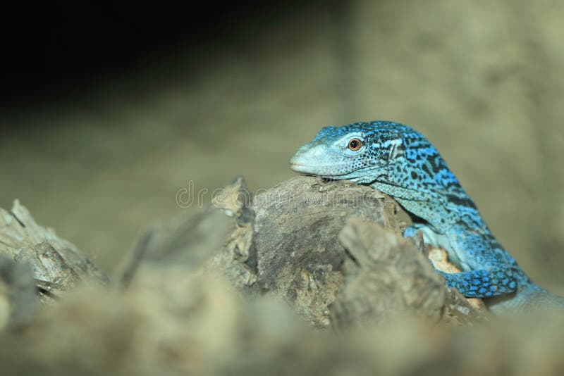 Blue-spotted tree monitor stock photo. Image of macraei - 64392896