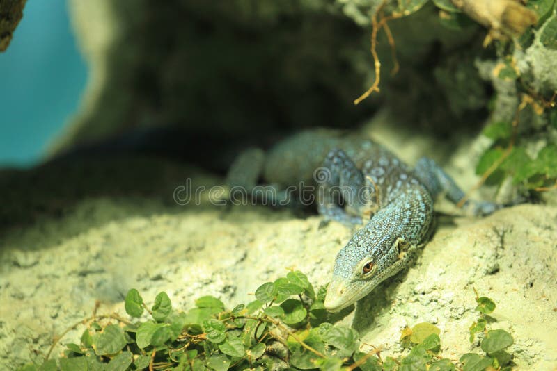 The Spotted Tree Monitor Lizard Varanus Similis Isolated on White ...