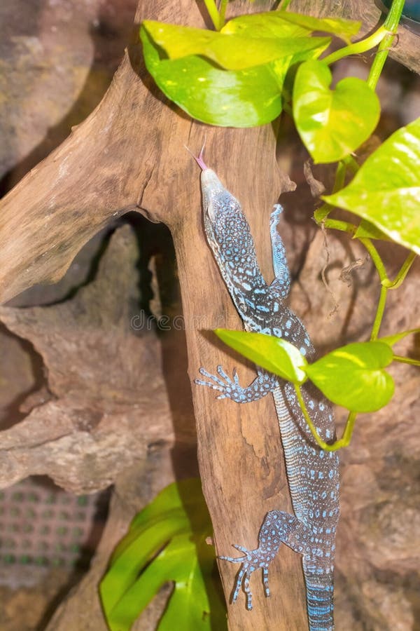 The Spotted Tree Monitor Lizard Varanus Similis Isolated on White ...