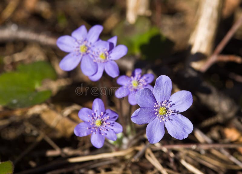Blue spring stock photo. Image of petal, woods, sunlight - 13255398
