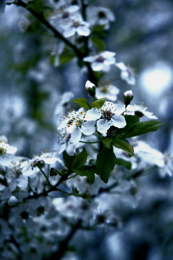 Blue spring stock photo. Image of flowers, floral, clusters - 850388