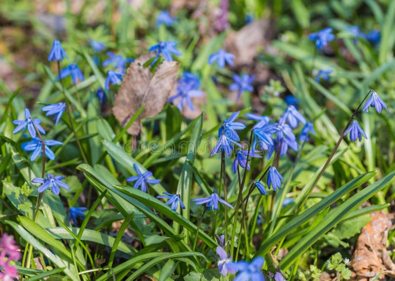 Blue Spring Bluebells Growing Stock Image - Image of botany, beauty ...