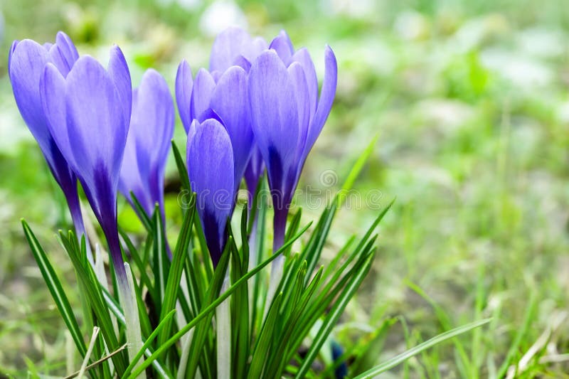 Blue Spring Crocus Flowers on Green Lawn Stock Image - Image of ...