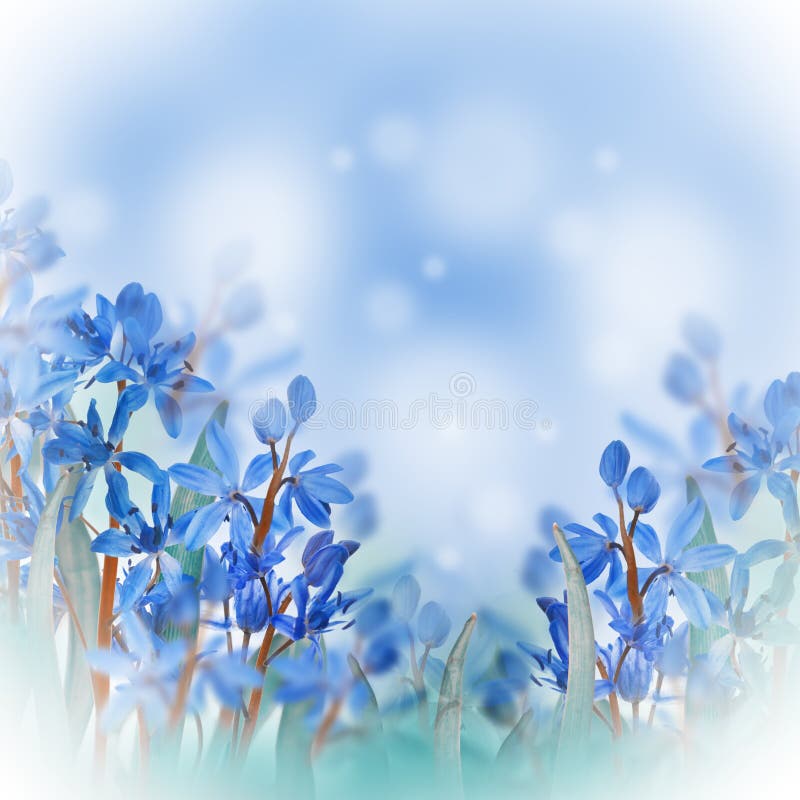 Art Spring Background; Fresh Flower on Blue Background Stock Image ...