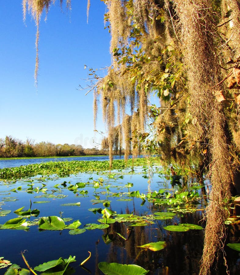 Spring Florida lakes stock image. Image of rural, ecosystem - 111196899