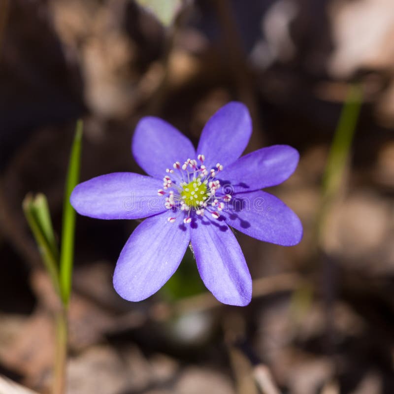 Blue spring flower stock image. Image of beauty, macro - 12270705