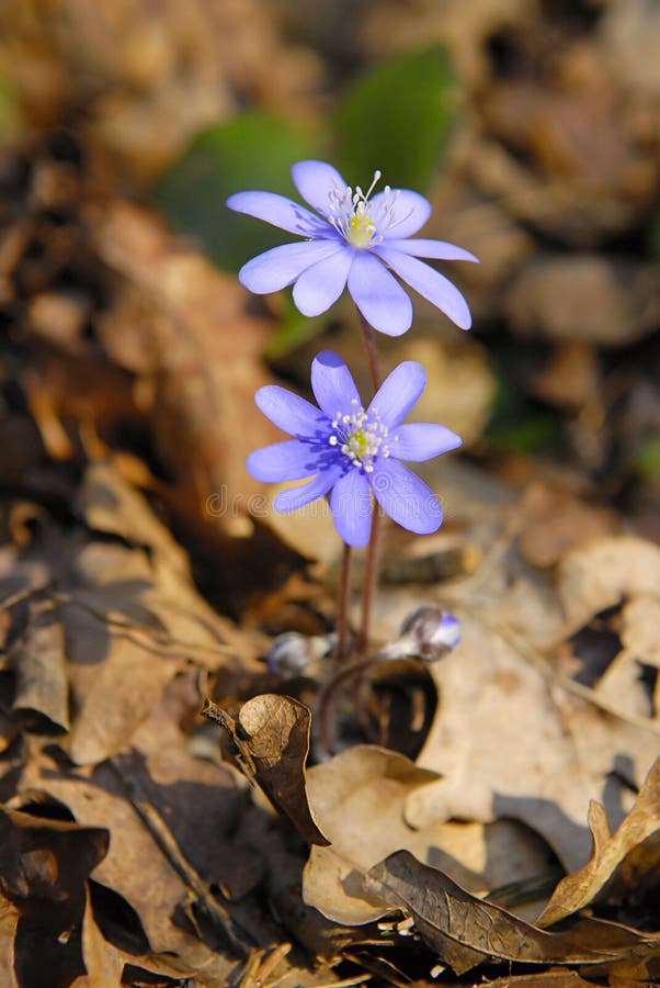 Blue spring flower stock image. Image of ground, macro - 2180173