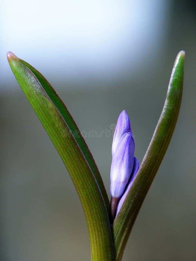 Blue spring flower stock photo. Image of background, floral - 665500