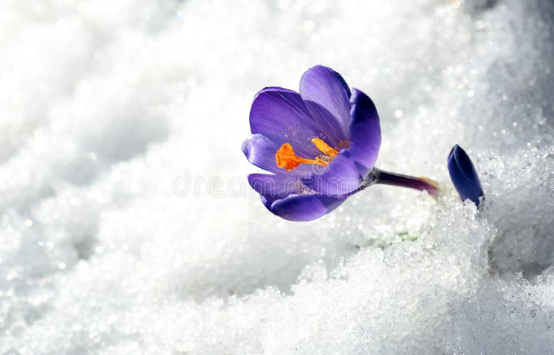 Flower Crocus in the snow stock image. Image of spring - 114782133