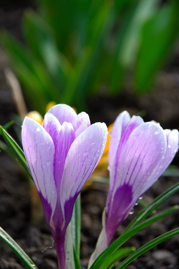 Blue Spring Flower Crocus Iridaceae Close-up Stock Image - Image of ...