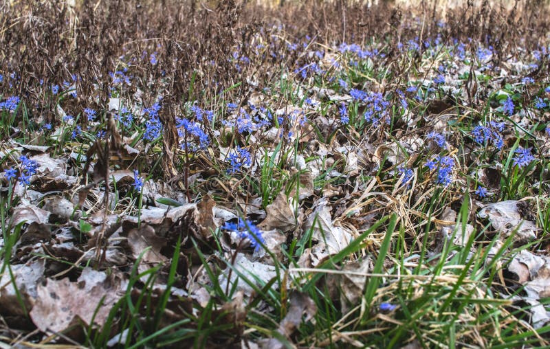 Blue flowers on the ground stock image. Image of natural - 213331237