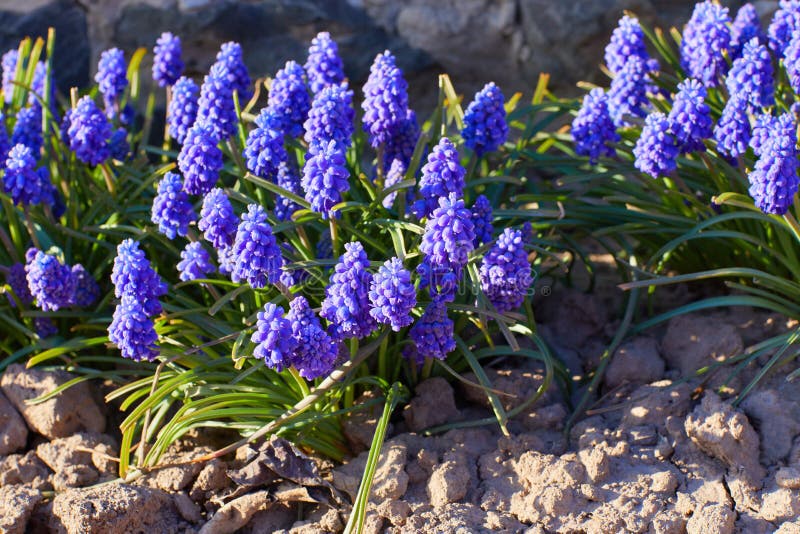Blue Spring Flower, Grape Hyacinth, Muscari Racemosum. Stock Photo ...