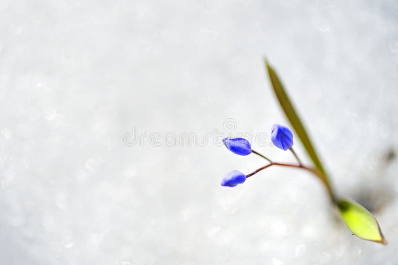 Blue spring flowers stock photo. Image of blur, beauty - 17668648