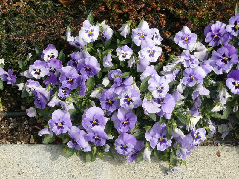 Blue spring flowers stock image. Image of landscape - 198968215