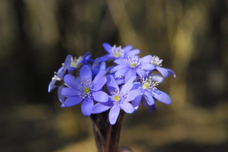 Blue spring flowers stock image. Image of beauty, macro - 2180347