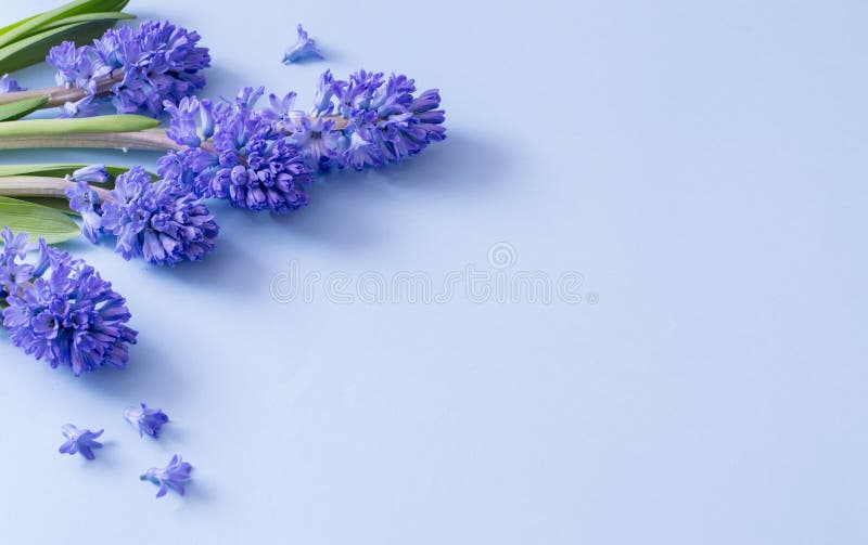 Blue Spring Flowers on Blue Background Stock Image - Image of hyacinth ...