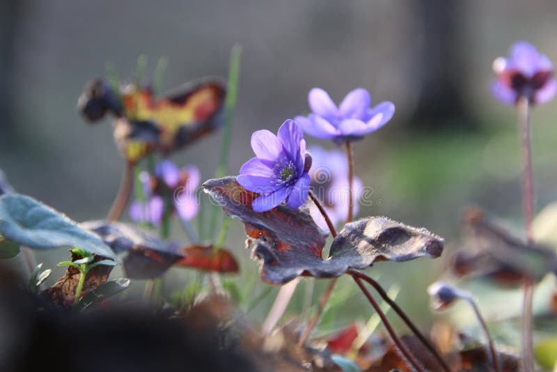 Blue spring flowers stock image. Image of freshness, nature - 89571113