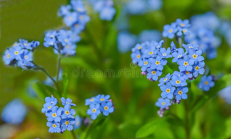 Blue spring flowers stock image. Image of colored, garden - 90444377