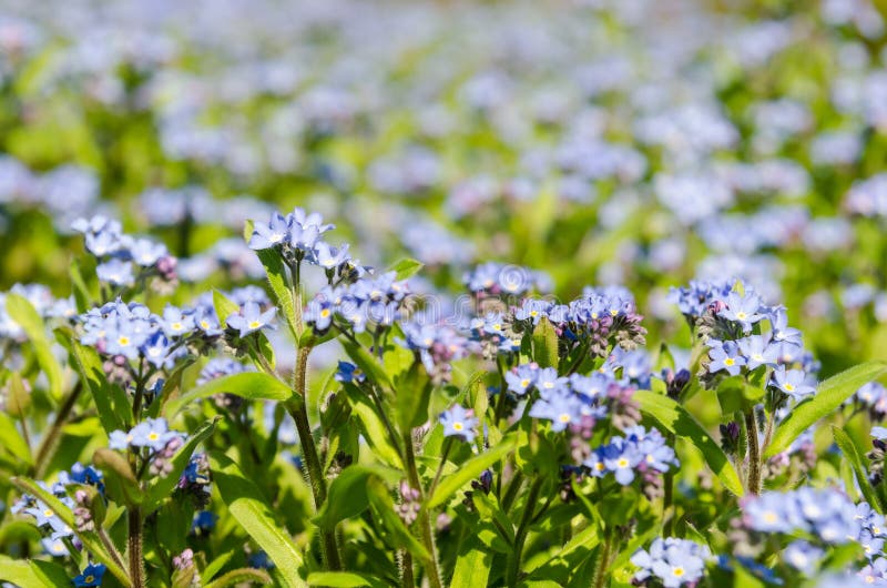 Blue Spring Flowers stock image. Image of blue, crop - 30541691