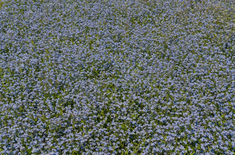 Blue flax field stock photo. Image of seed, garden, pasture - 14396310