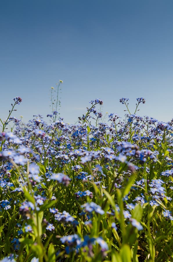 Blue Spring Flowers stock photo. Image of abstract, blossom - 30541706