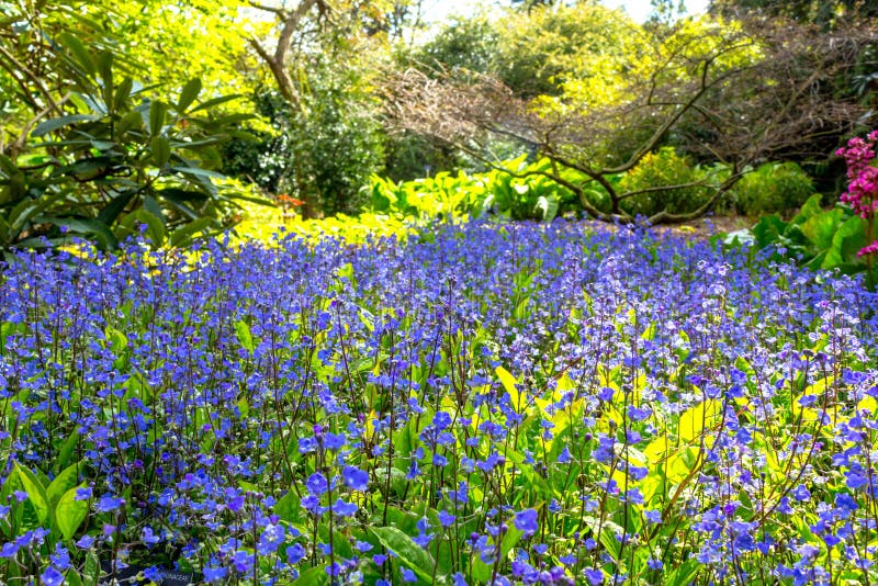 Blue Spring Flowers Blossom Stock Photo - Image of freshness, beauty ...