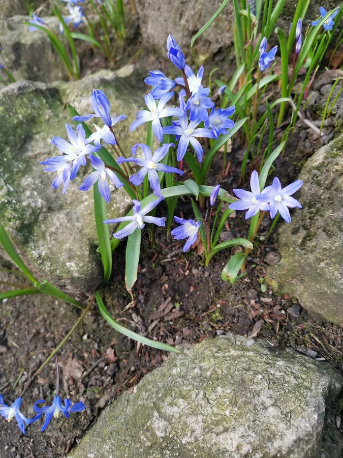 Blue spring flowers stock image. Image of herb, meadow - 232487409