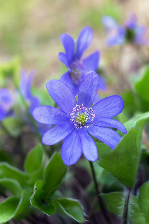Blue spring flowers stock photo. Image of violet, hepatica - 104819344