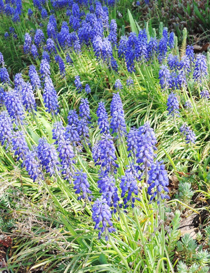 Blue spring flowers stock image. Image of blossom, muscari - 32473093