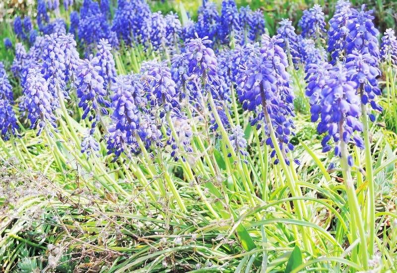 Blue spring flowers stock image. Image of season, park - 32473091