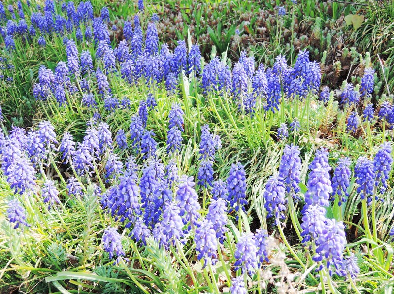Blue spring flowers stock image. Image of blossom, muscari - 32473093