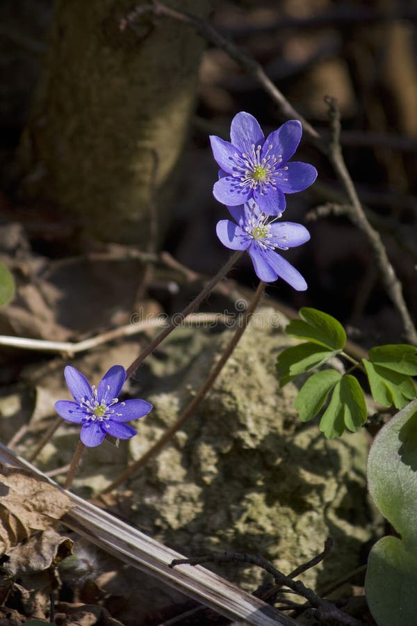 Blue Spring Flowers Close-up Editorial Photography - Image of bloom ...
